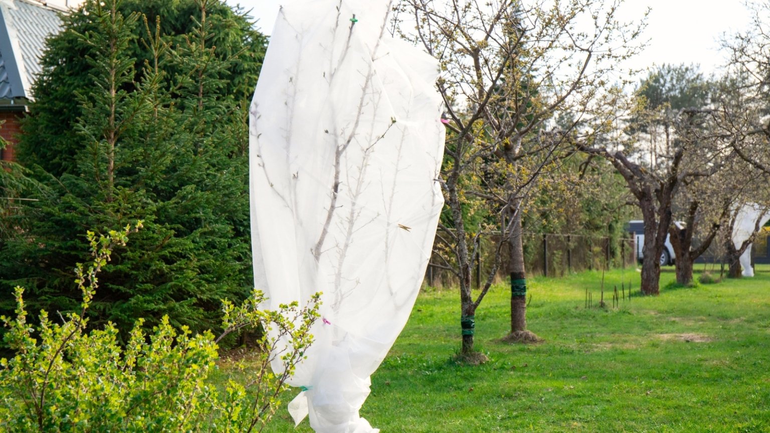 How to Protect Your Fruit Trees From Late Frosts