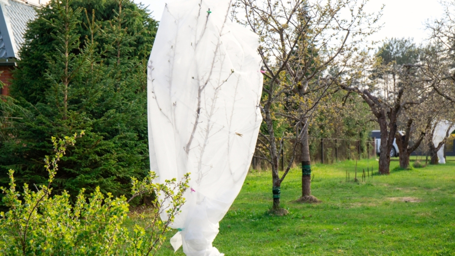 How to Protect Your Fruit Trees From Late Frosts