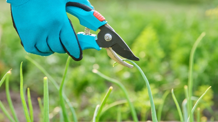 How To Plant, Grow, and Care for Green Onions or Scallions