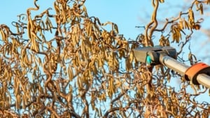 How to Plant, Grow, and Care for Contorted Hazelnut Trees