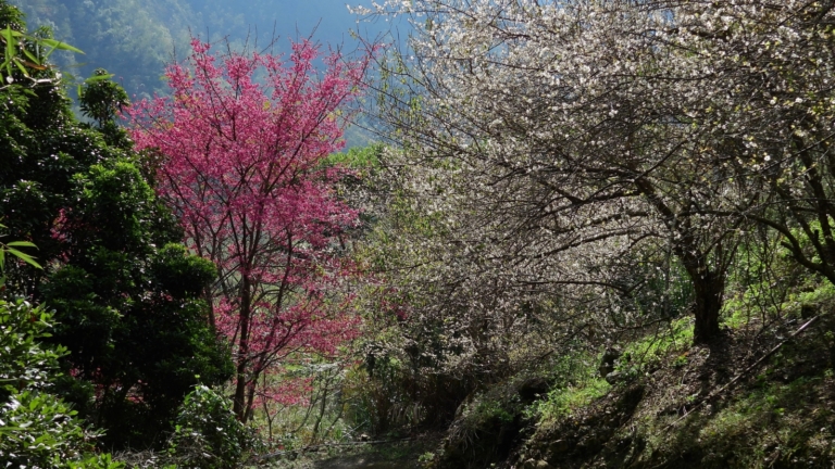 How to Plant, Grow, and Care for 'Taiwan' Flowering Cherry Trees