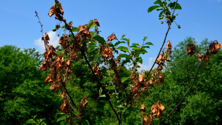 How to Plant, Grow, and Care for 'Taiwan' Flowering Cherry Trees