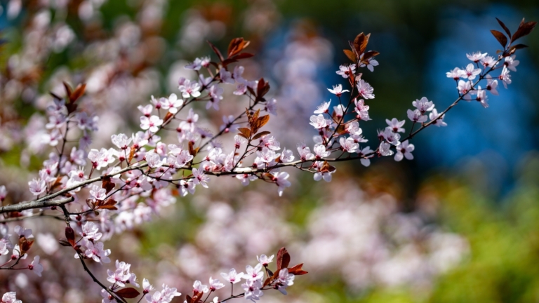 15 Early Spring Flowering Trees For Your Home Landscape