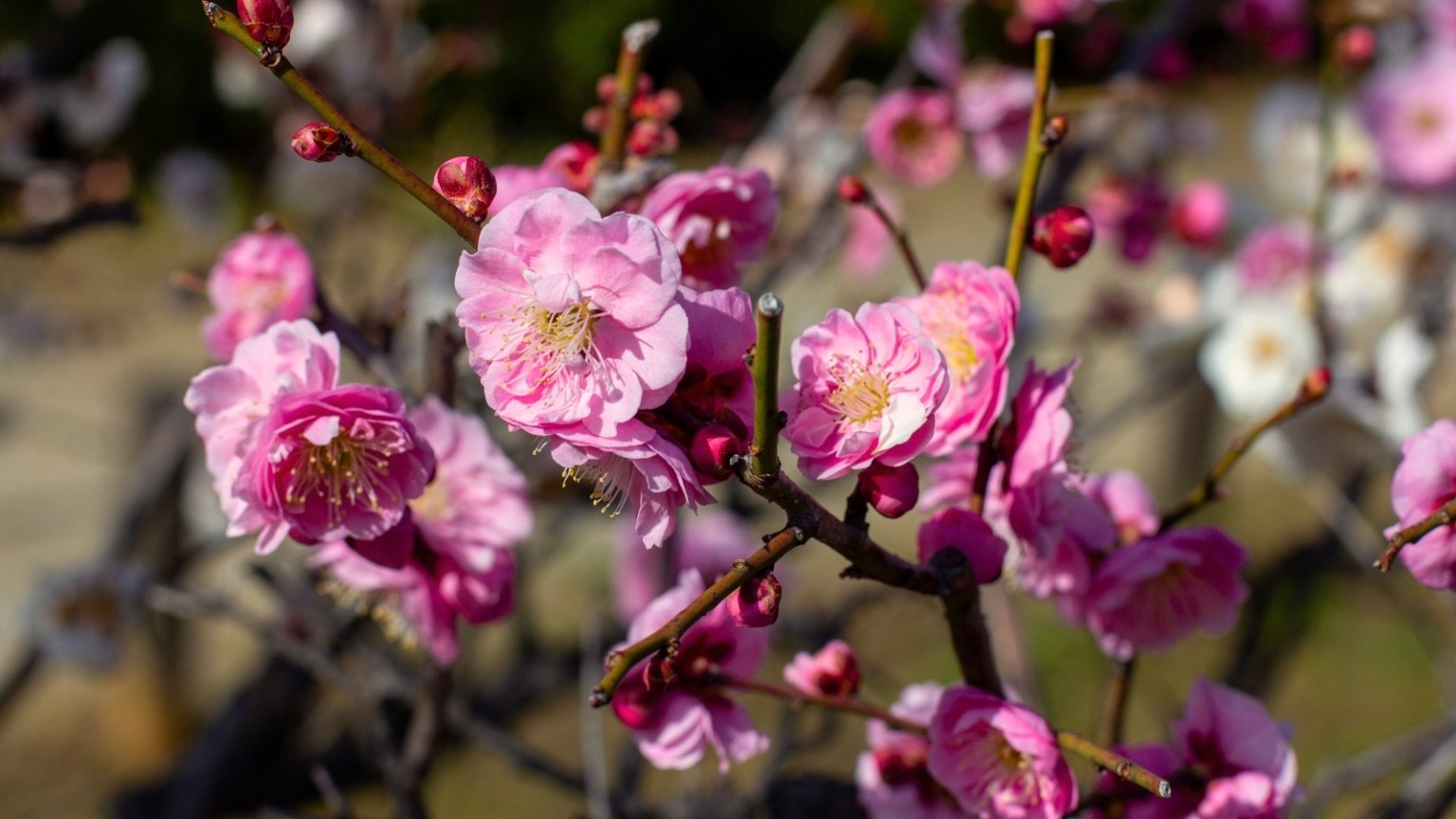 15 Early Spring Flowering Trees For Your Home Landscape