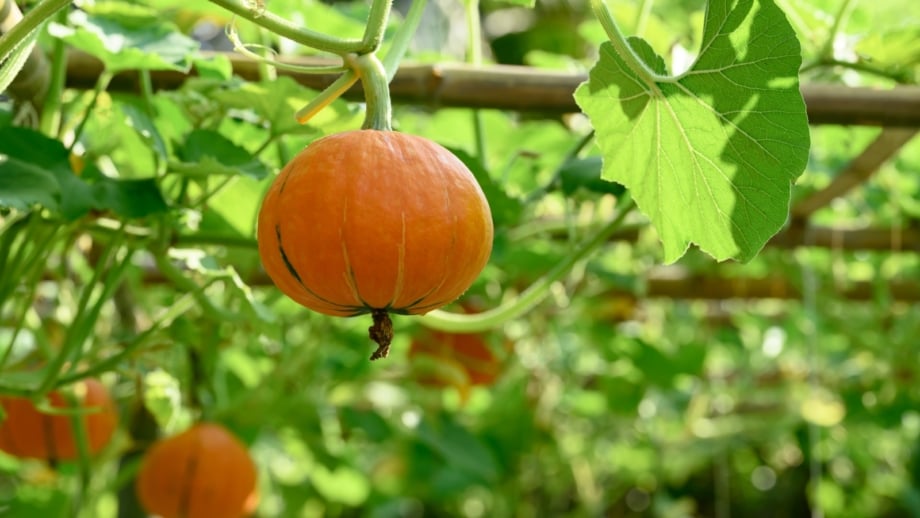 11 Fruit-Bearing Plants You Can Grow in a Hydroponic Garden