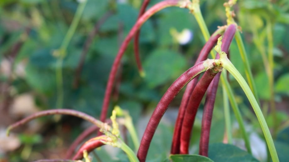 How to Plant, Grow, and Care for 'Red Noodle' Beans