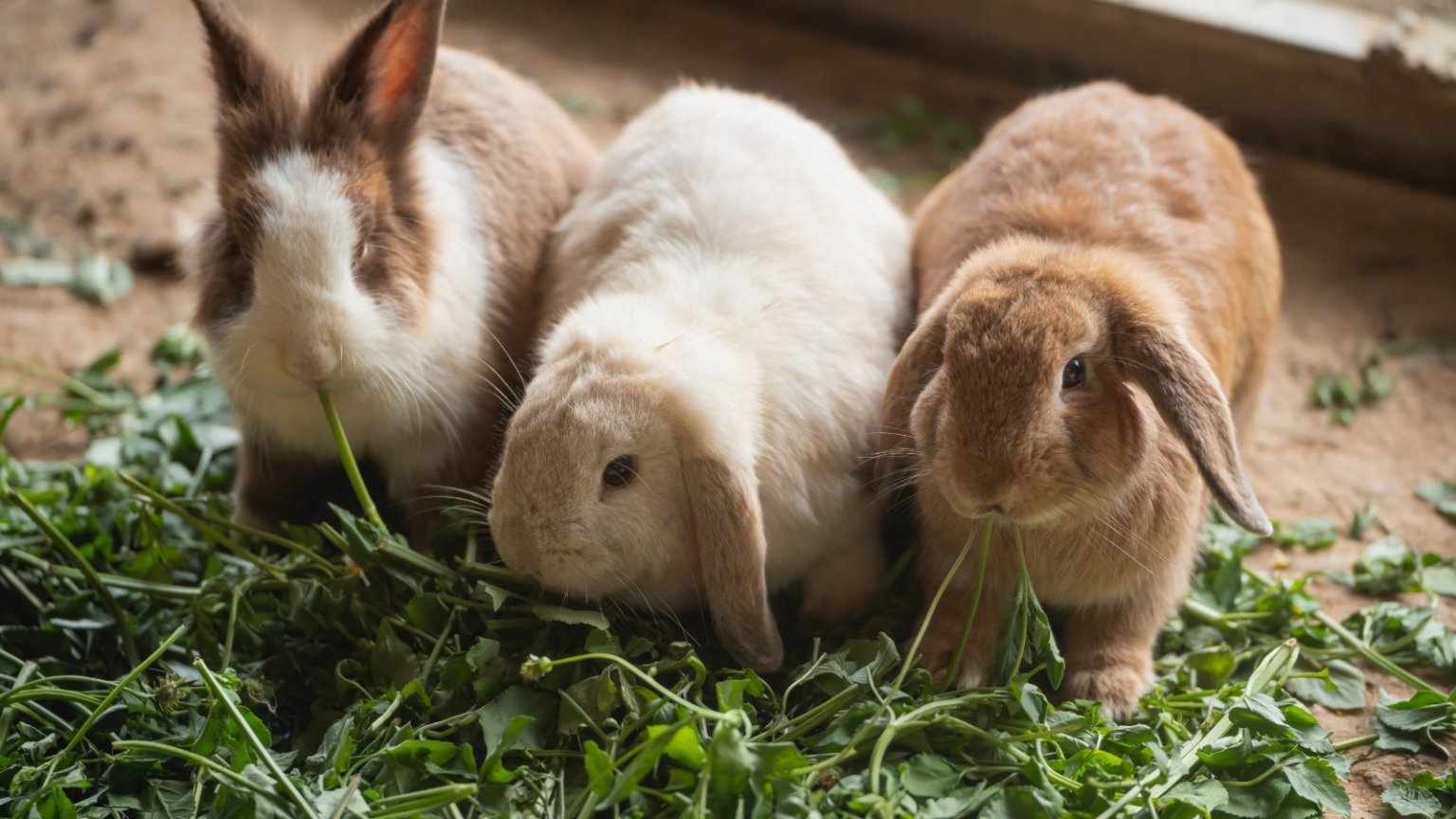 How to Grow A Bunny Garden in 9 Simple Steps