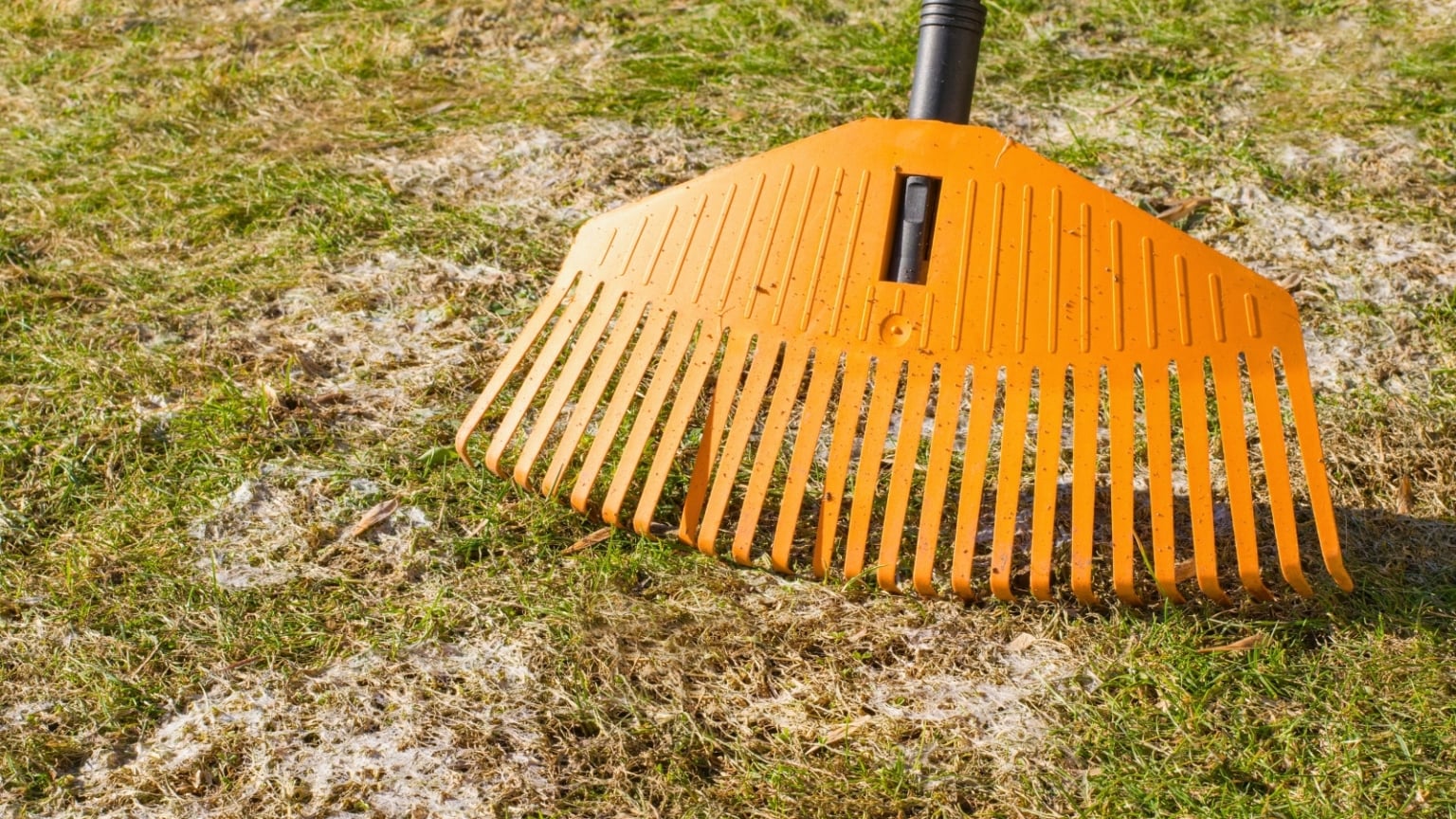 Snow Mold on Grass: Identification, Prevention, and Treatment