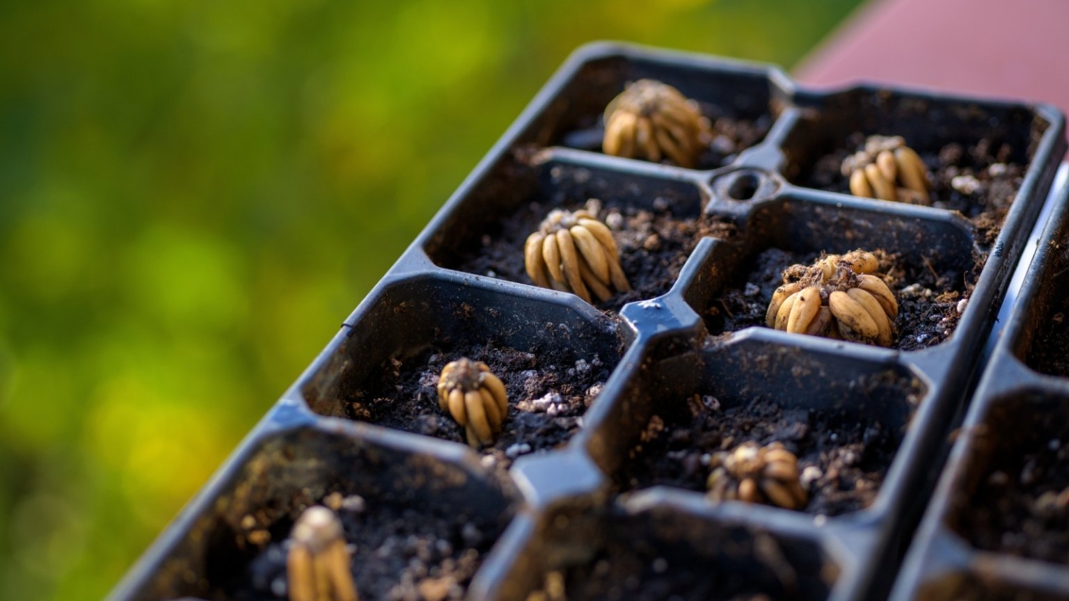 11 Ranunculus Growing Secrets for Cut Flower Gardeners