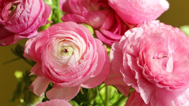 15 Annual Flowers That Bloom in Early Spring