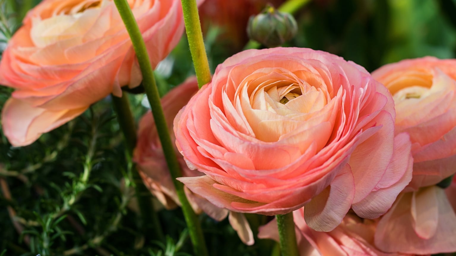 When to Plant Ranunculus Corms: Tips For Your Zone