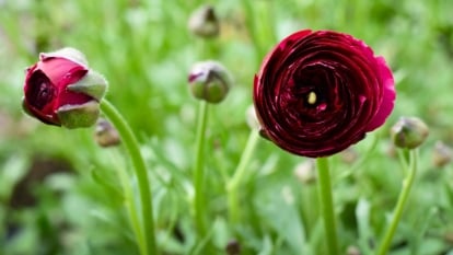 17 Dreamy Ranunculus Varieties to Grow This Spring