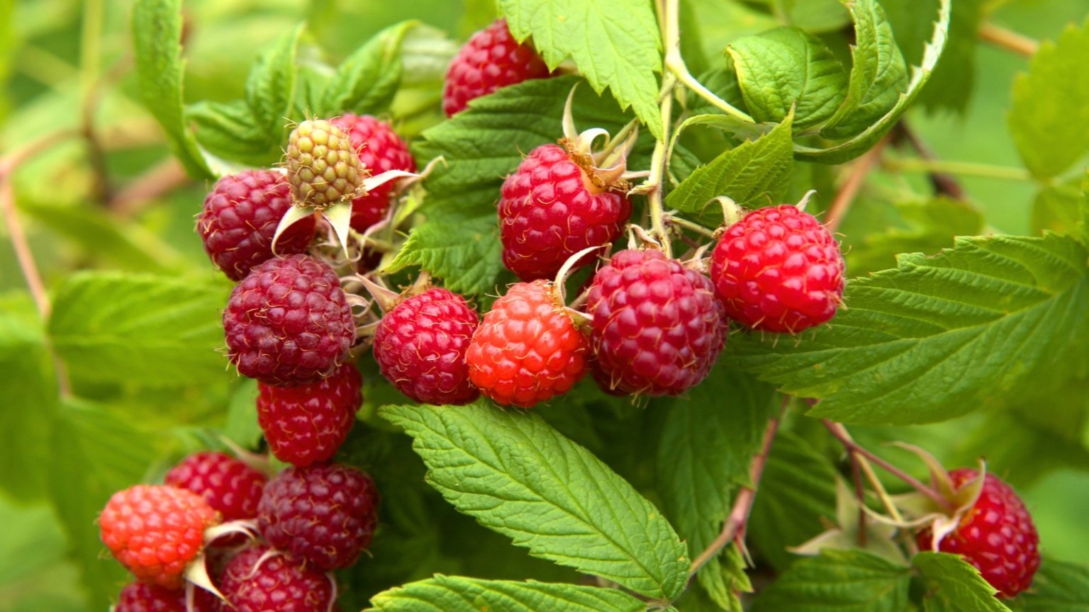 Fall-Fruiting Raspberry Care: Pruning and Management