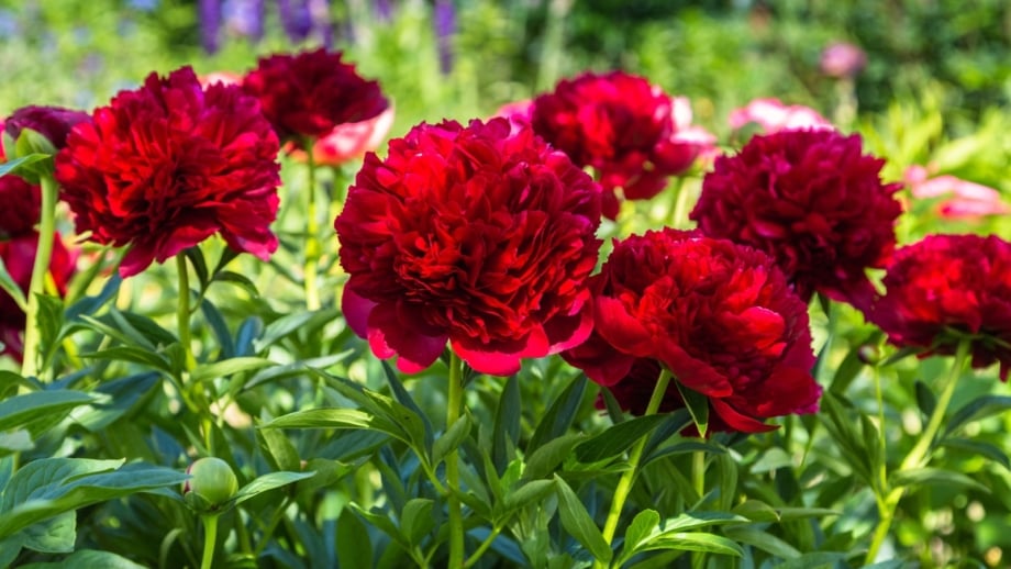 13 Heirloom Peony Varieties for Your Landscape