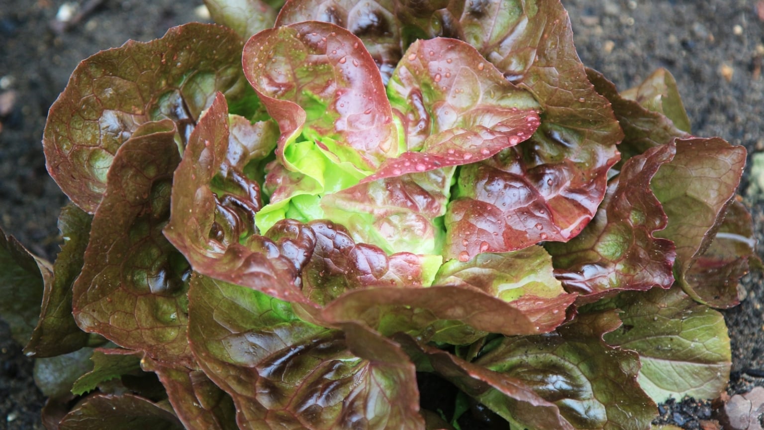 15 Heat-Tolerant Lettuce Varieties to Grow All Summer