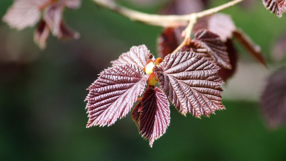 How to Plant, Grow, and Care for Contorted Hazelnut Trees