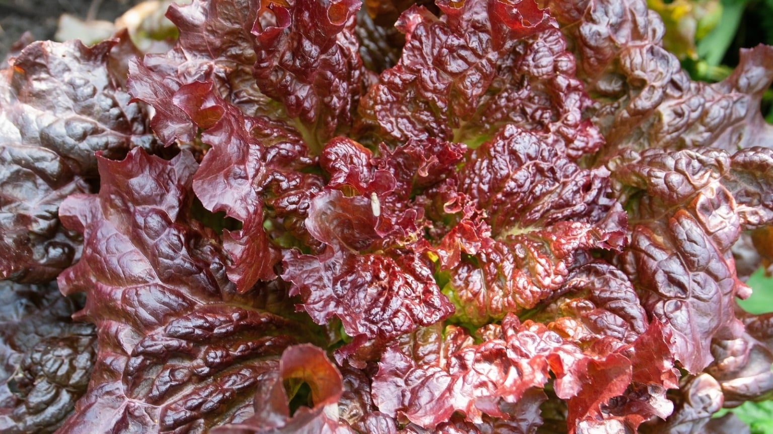 15 Heat-Tolerant Lettuce Varieties to Grow All Summer
