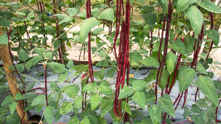 How to Plant, Grow, and Care for 'Red Noodle' Beans