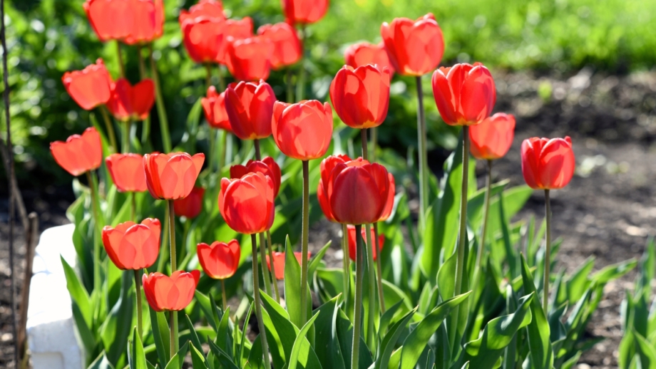 7 Reasons Your Tulips Are Not Blooming
