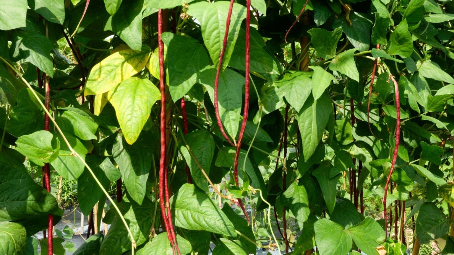 How to Plant, Grow, and Care for 'Red Noodle' Beans