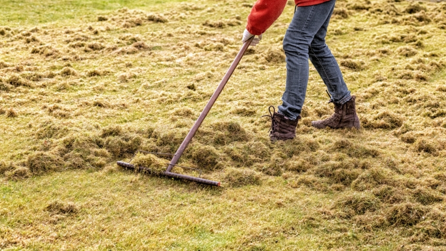 The Lazy Way to A Greener Lawn: 7 Overseeding Tips