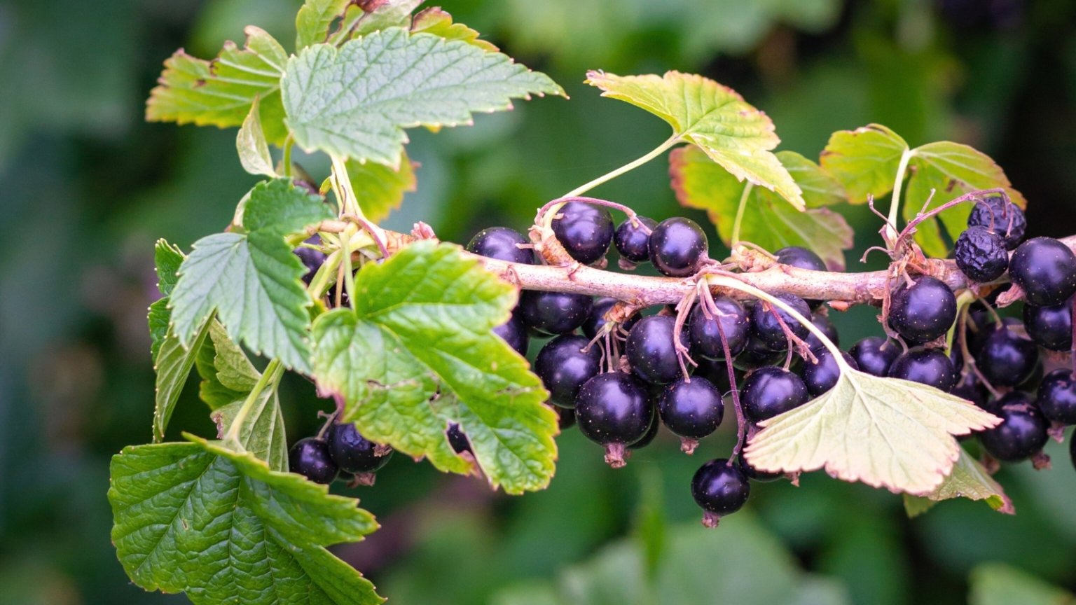 11 Berry Bushes You Can Plant in Early Spring
