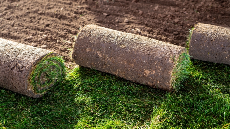 How to Fix a Dying, Winter-Damaged Lawn