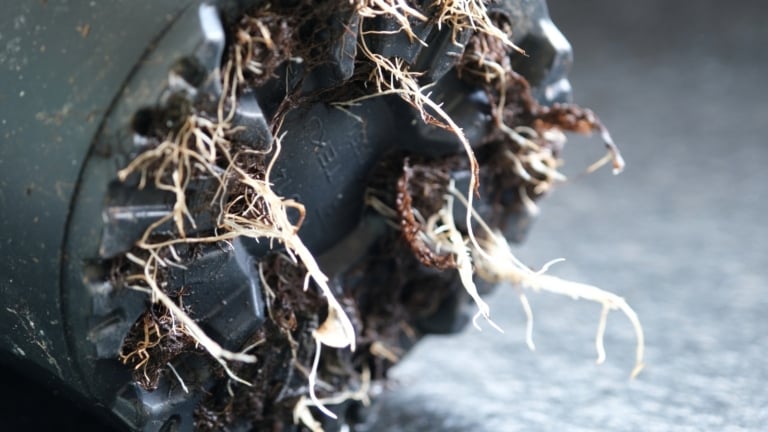 Plant Roots Sticking Out of Pots and Containers: What to Do