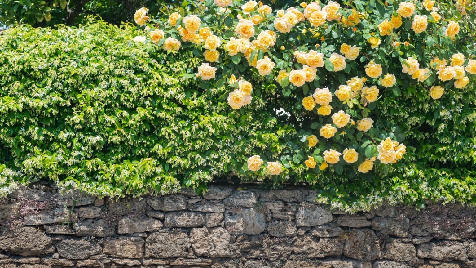 How to Rejuvenate an Overgrown Hedge: 7 Pruning Tips