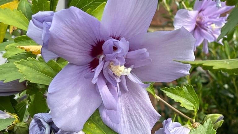 41 Hibiscus Varieties For Your Garden