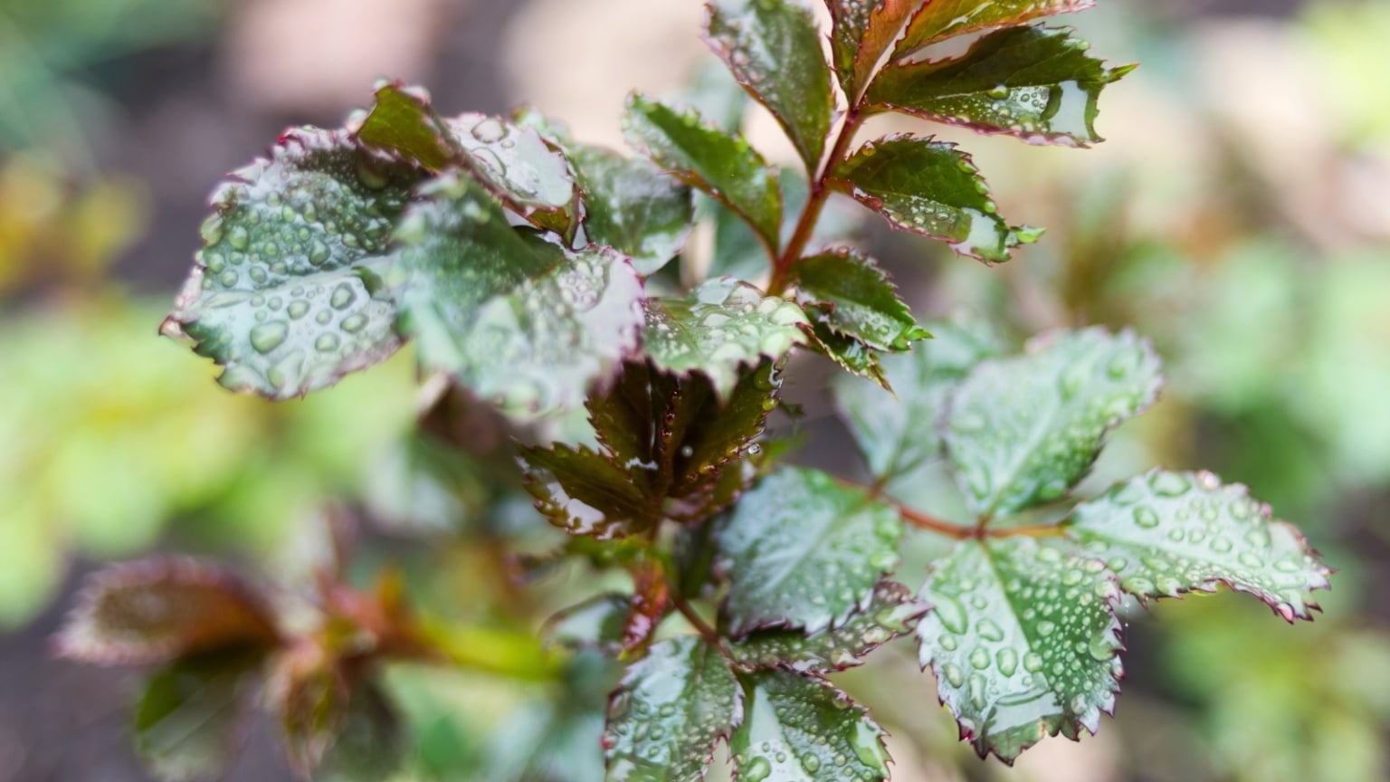 When and How Much to Water Newly-Planted Roses