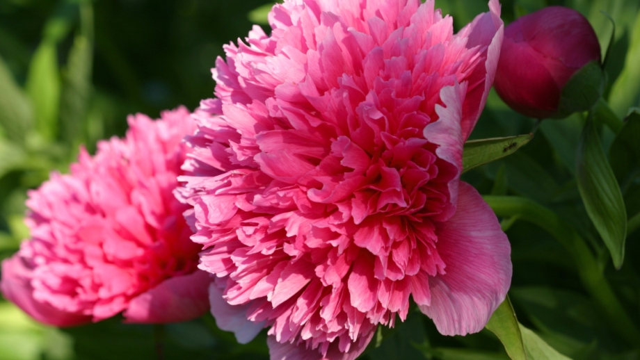 11 Early-Blooming Peonies for Your Spring Garden