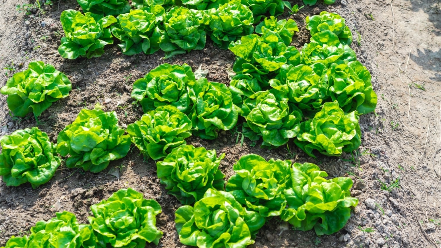 How to Plant, Grow, and Care for Bibb Lettuce