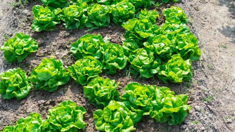 How to Plant, Grow, and Care for Bibb Lettuce