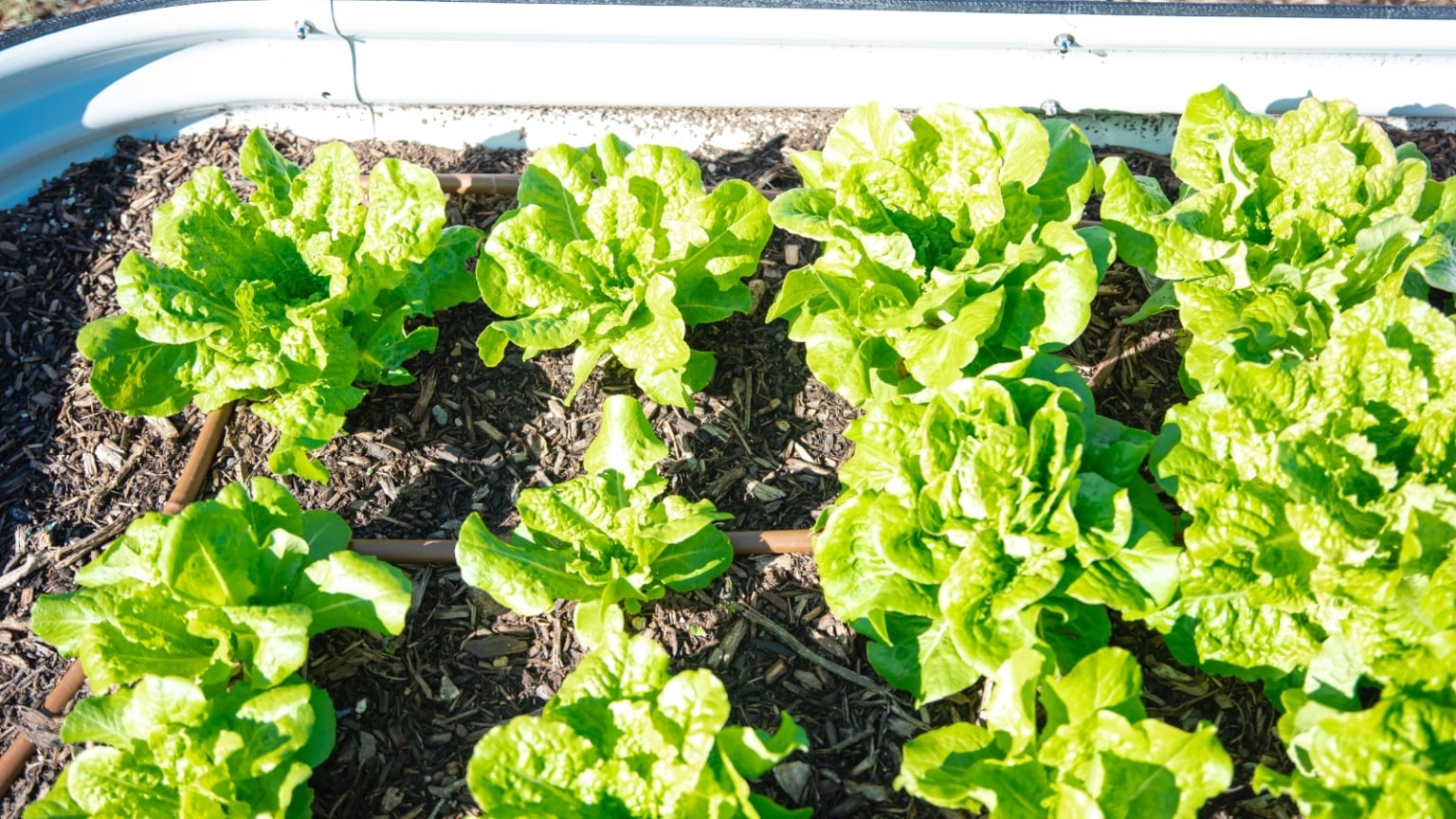 How to Plant, Grow, and Care for Bibb Lettuce