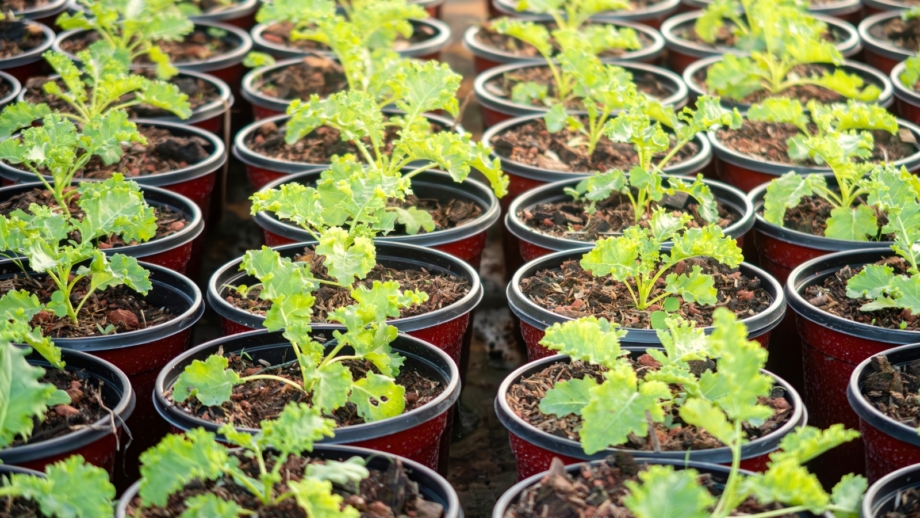 Growing Kale: How To Get Great Greens Harvests - Epic Gardening