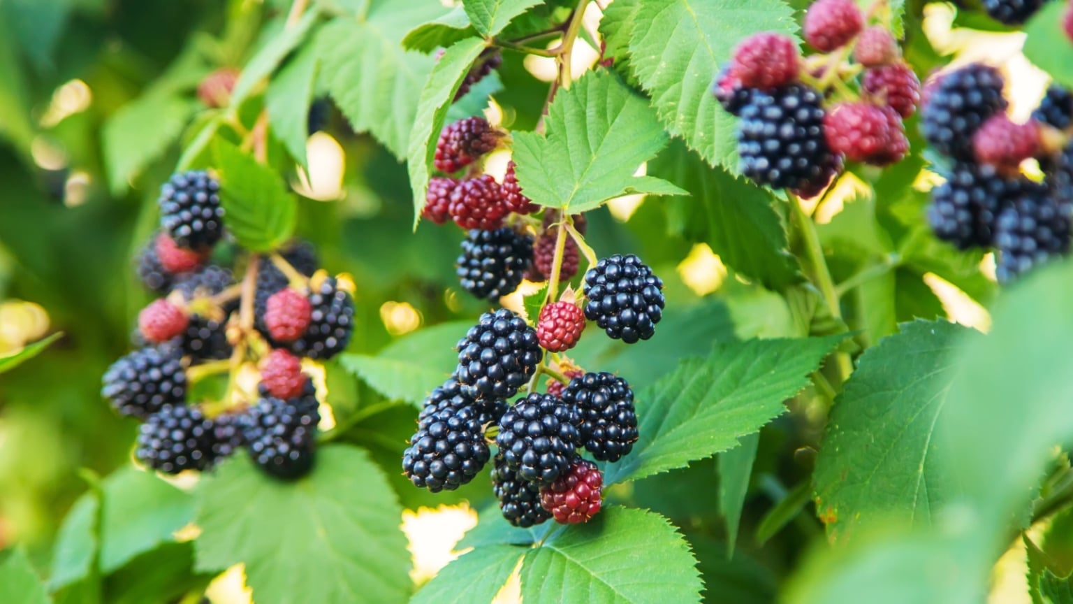 11 Interesting Plants Native to Ireland That You Can Grow at Home