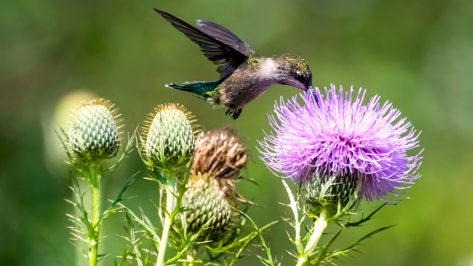 How to Grow a Hummingbird Garden in 7 Simple Steps