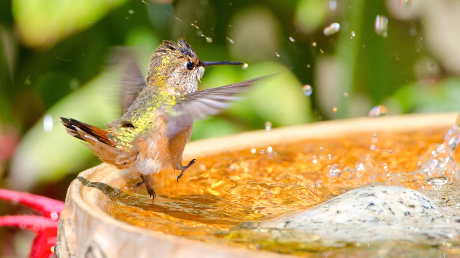 How to Grow a Hummingbird Garden in 7 Simple Steps