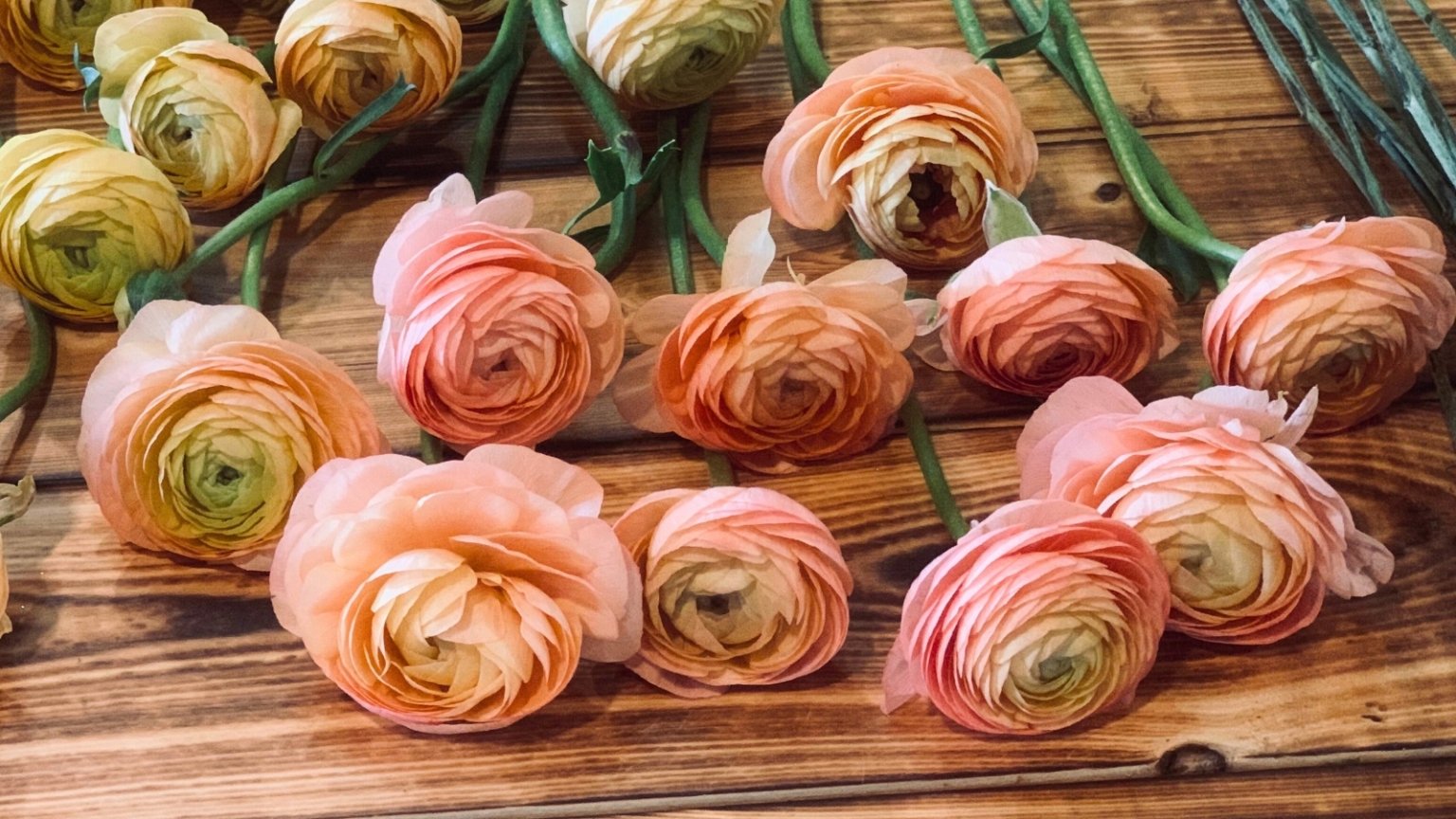 17 Dreamy Ranunculus Varieties to Grow This Spring