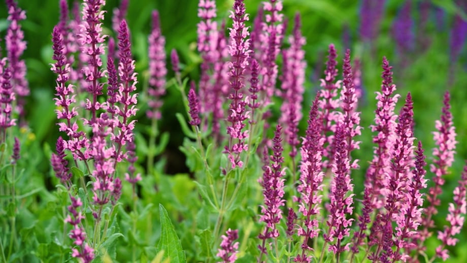 59 Short Perennial Plants For Garden Edges and Borders