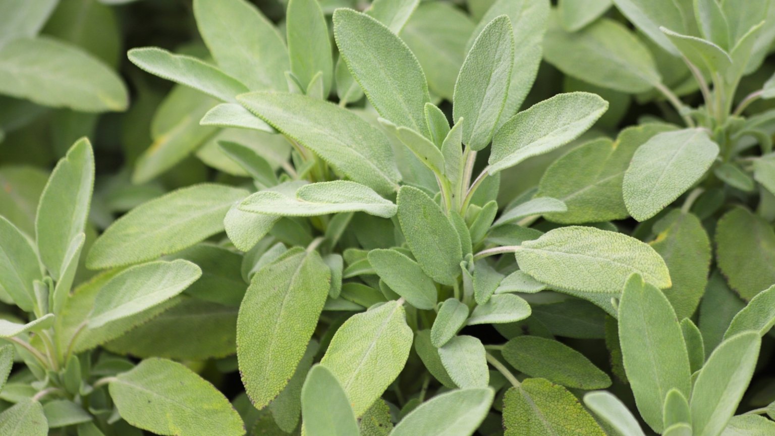 13 Vegetable Garden Plants Rabbits Won’t Eat