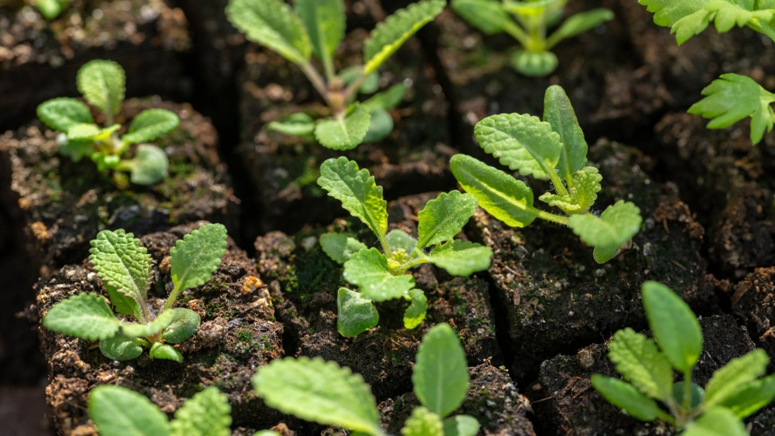 How to Plant, Grow, and Care for Salvia azurea