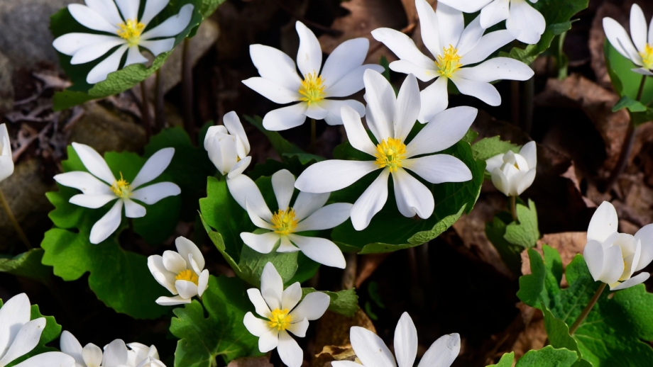 21 Native Wildflowers for Michigan Gardens