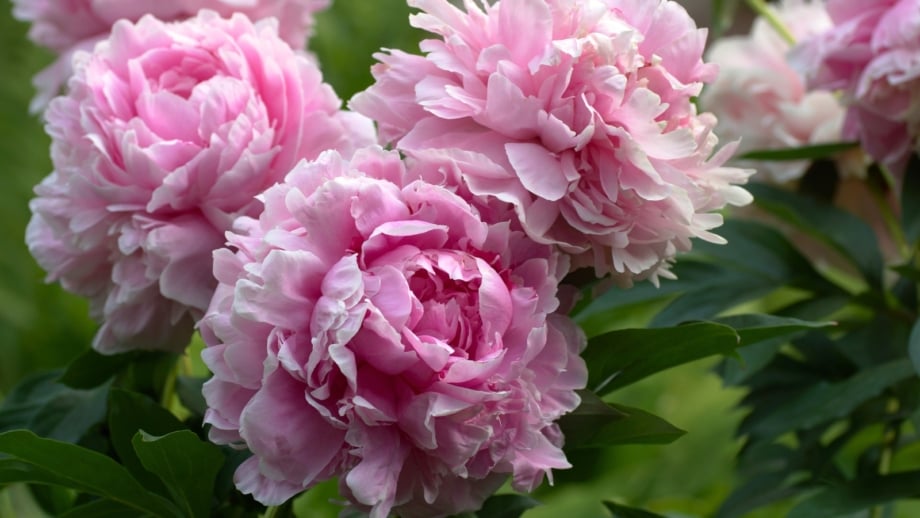 13 Heirloom Peony Varieties for Your Landscape