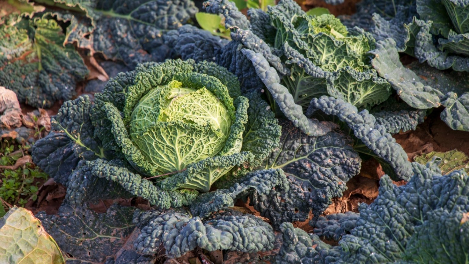 13 Traditional Irish Crops to Plant in Honor of St. Patrick's Day