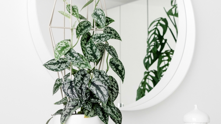 9 Ways to Stake and Support Vining Houseplants
