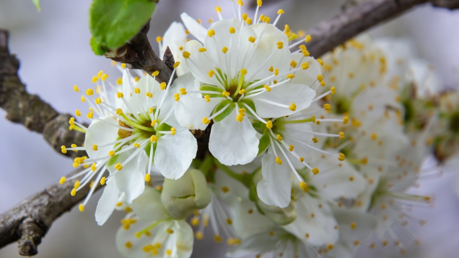 15 North American Native Plum Varieties With Ornamental Spring Flowers