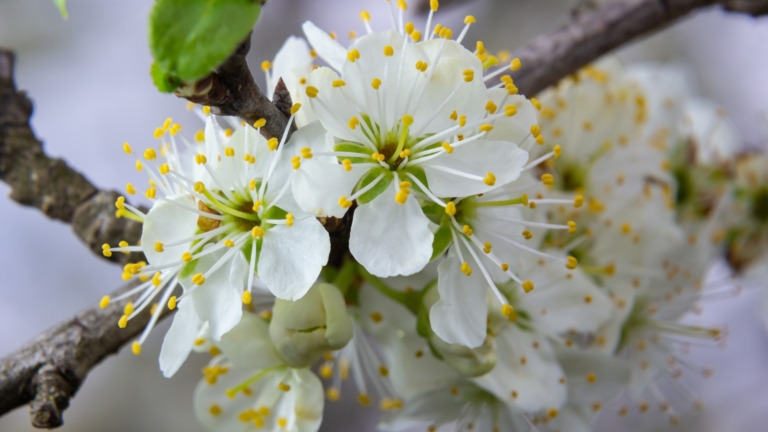 15 North American Native Plum Varieties With Ornamental Spring Flowers