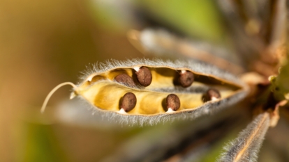 How To Grow Lupines From Seed: 9 Expert Growing Tips
